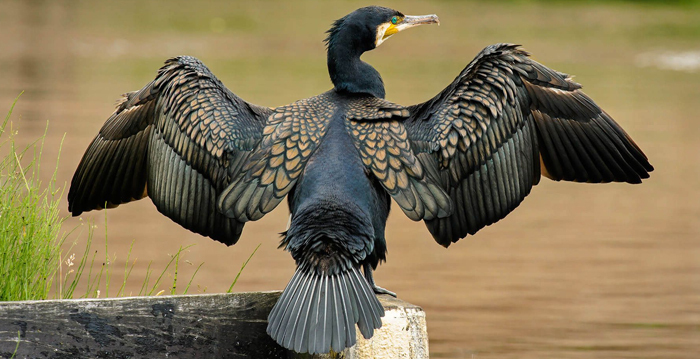 ⚫ 🐦 Aves Marinhas e Seu Estado de Conservação