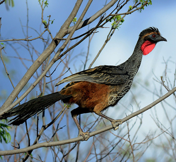 ⚫ 🐦 Aves do Cerrado | Conheça as Principais Espécies do Bioma do Cerrado.