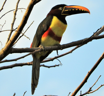 ⚫ 🐦 Aves do Cerrado | Conheça as Principais Espécies do Bioma do Cerrado.