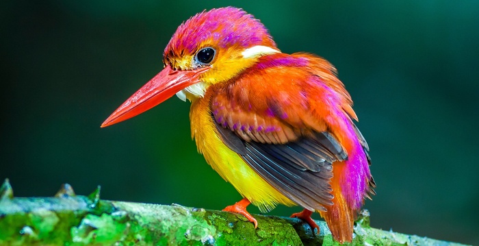 ⚫ Reino das Aves | Conhecendo as Aves Mais Exóticas do Mundo