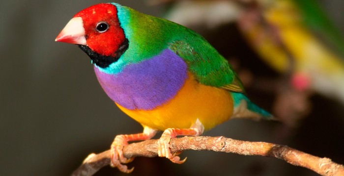 ⚫ Reino das Aves | Conhecendo as Aves Mais Exóticas do Mundo