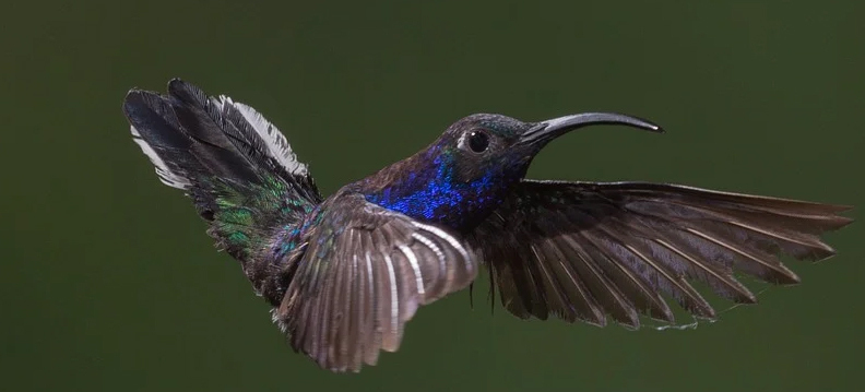 ⚫ 🐦 Ave Beija-Flor | Tipos, Características e Espécies de Beija-Flores