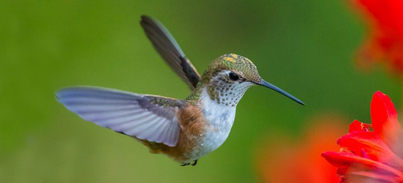 ⚫ 🐦 Ave Beija-Flor | Tipos, Características e Espécies de Beija-Flores