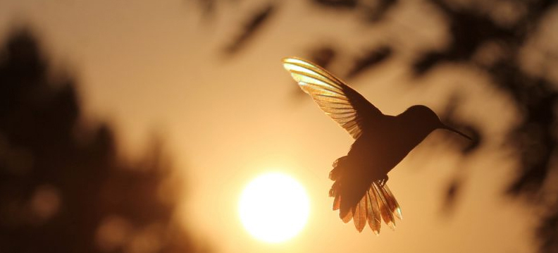 ⚫ 🐦 Ave Beija-Flor | Tipos, Características e Espécies de Beija-Flores