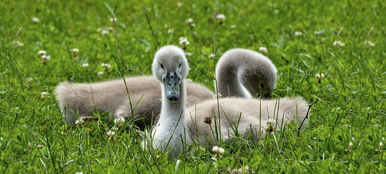 ⚫ 🦢 Tudo sobre os Cisnes | Curiosidades, Tipos e Características