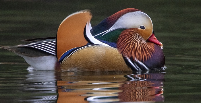 ⚫ 🐦 Pato Mandarim (Aix Galericulata): Conheça o Mais Belo Pato do Mundo!