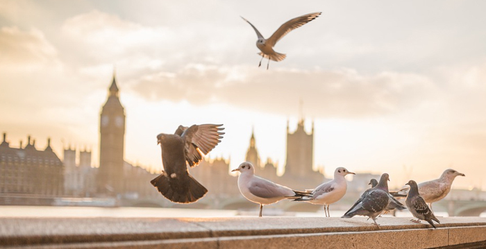 ⚫ 🐦 Como Espantar Pombos para Sempre
