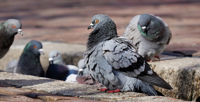 ⚫ 🕊️Pombo Doméstico "Columba Livia" Caracteristicas e Curiosidades