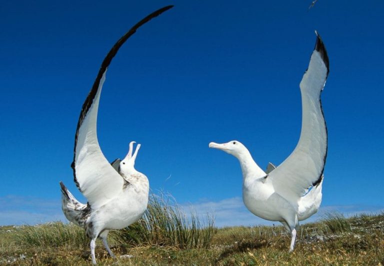 ⚫ 🐦 Características do Albatroz Errante (Diomedea exulans)