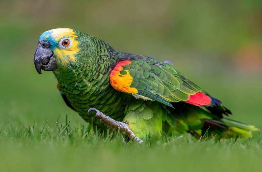 ⚫ 🐦 Características da Amazona Aestiva | O Papagaio verdadeiro o ...