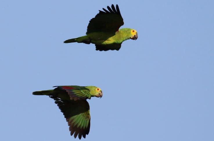 ⚫ 🐦 Características da Amazona Aestiva | O Papagaio verdadeiro o ...