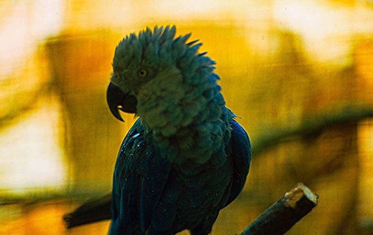 ⚫ 🐦 Tudo sobre o Arara de asas azuis ou Arara de Spix (Cyanopsitta spixii)