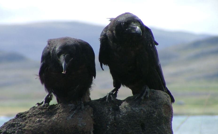 ⚫ 🐦 Caracteristicas do Corvo Comum (Corvus corax varius)