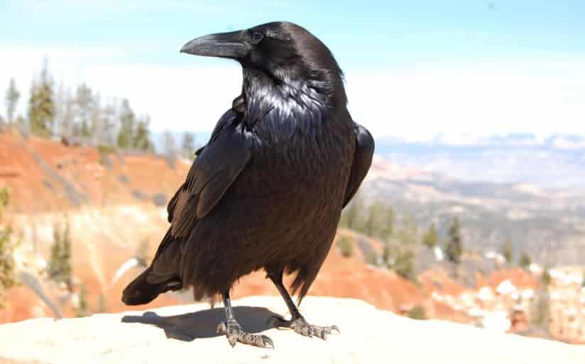 ⚫ 🐦 Caracteristicas do Corvo Comum (Corvus corax varius)