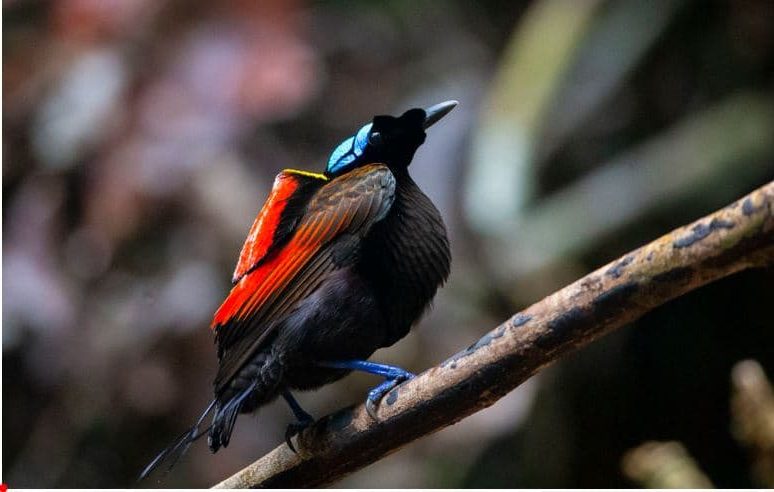 ⚫ 🐦 Uma das mais belas do Reino das Aves | Cicinnurus Respublica