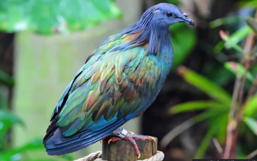 ⚫ 🐦 O Pombo Nicobar 🐦 As Cores Incríveis e o Mistério Revelado!
