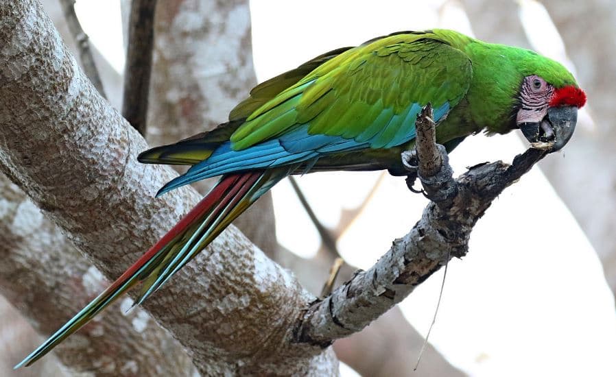 ⚫ 🐦 Tudo sobre os Ara militaris