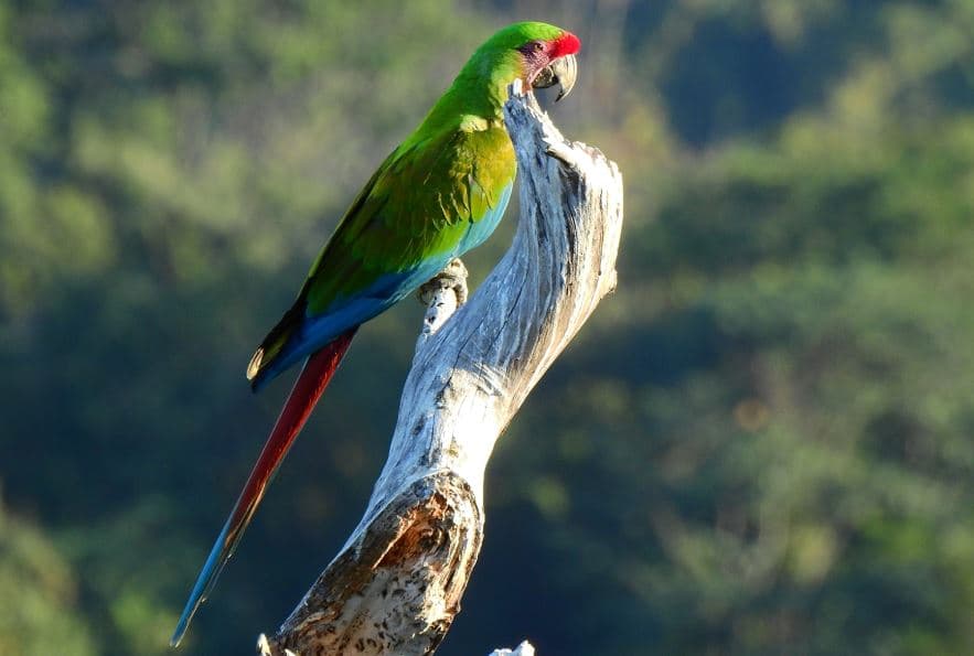 ⚫ 🐦 Tudo sobre os Ara militaris