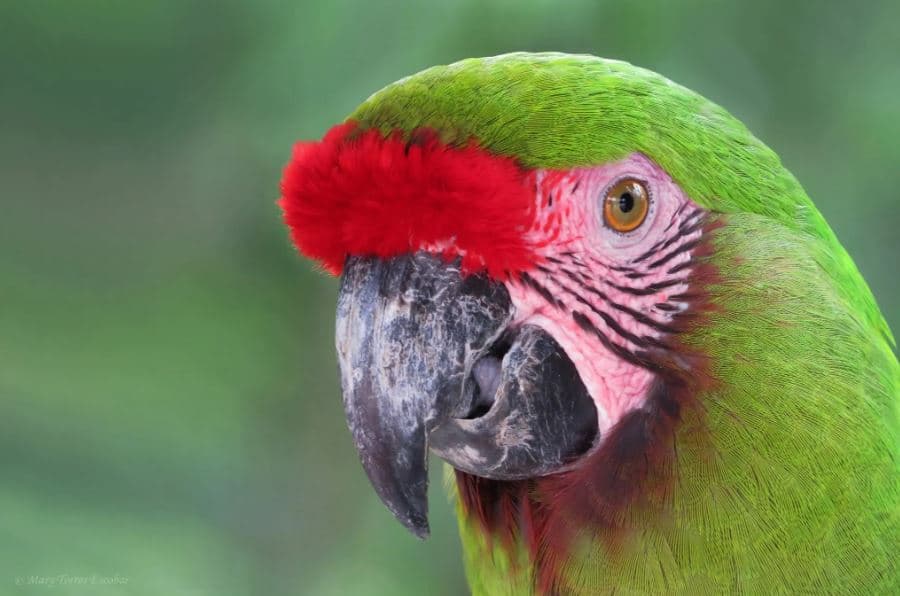 ⚫ 🐦 Tudo sobre os Ara militaris