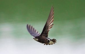 ⚫ 🐦 Os 10 Pássaros Mais Rápidos do Mundo