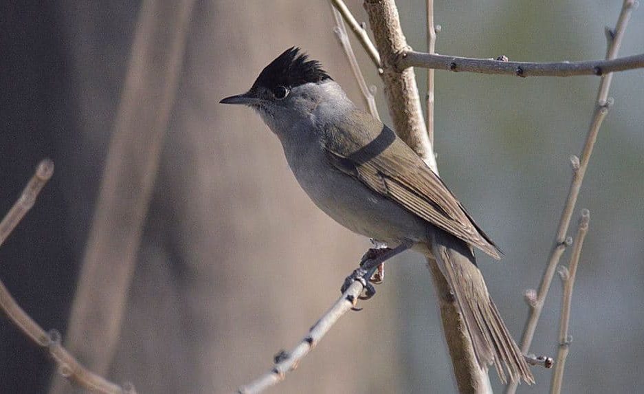 ⚫ 🐦 Como são os Sylviidae?