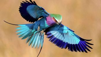 ⚫ 🐦 A Beleza Inesperada: As 10 Aves Mais Feias do Mundo que Desafiam os ...