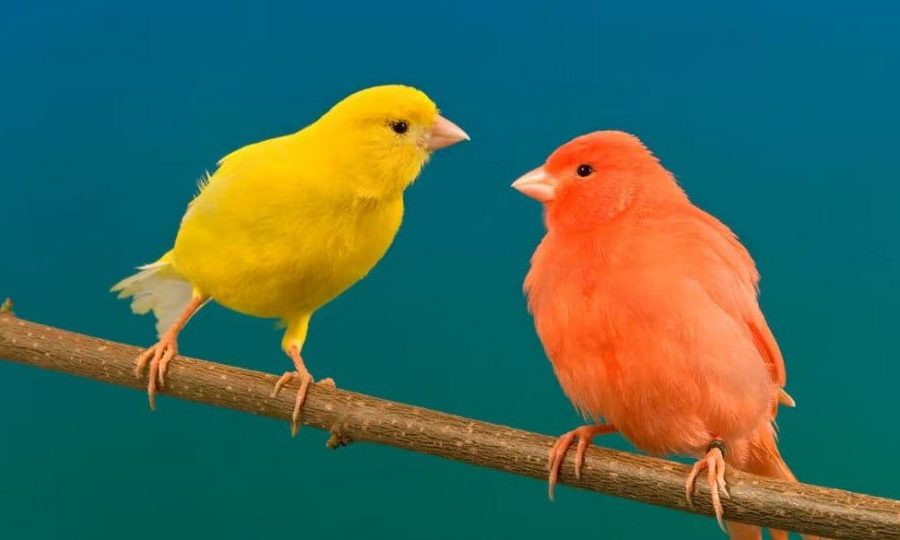⚫ 🐦 Tudo sobre Canários