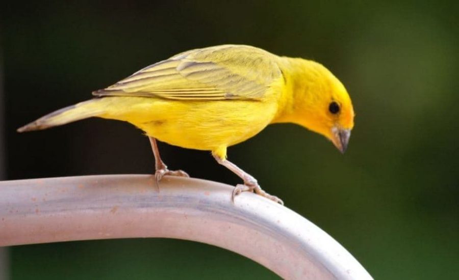 ⚫ 🐦 Tudo sobre Canários