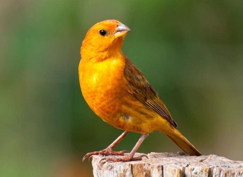 ⚫ 🐦 Tudo sobre Canários