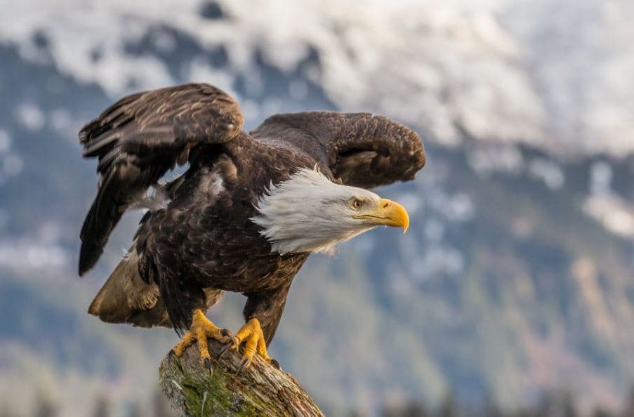 ⚫ 🐦 🦅 Águia de Cabeça Branca: Conheça Todos os Segredos dessa Magnífica Ave