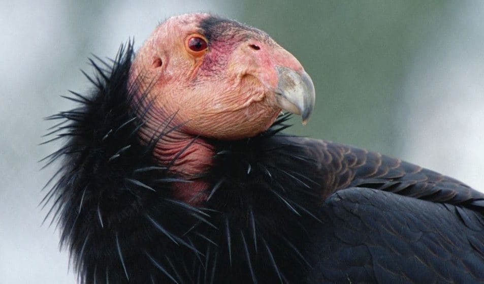 ⚫ 🐦 As 10 Maiores Aves de Rapina do Mundo