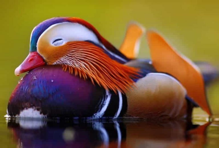 ⚫ 🐦 Pato Mandarim (Aix Galericulata): Conheça o Mais Belo Pato do Mundo!