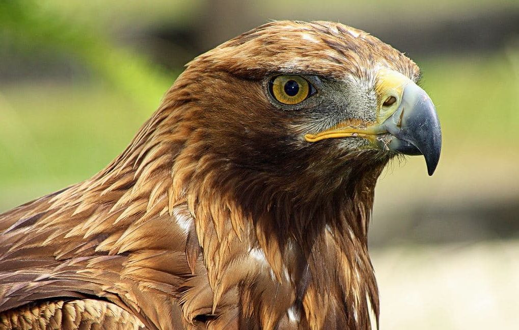 ⚫ 🐦 Tudo sobre a Águia Imperial Ibérica (Aquila adalberti)