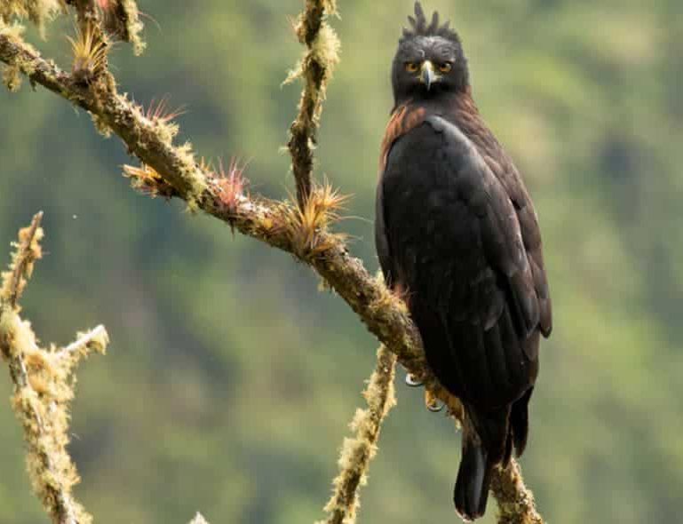 Conheça os Tipos de Águias Mais Poderosas! – Espécies de Águias com ...