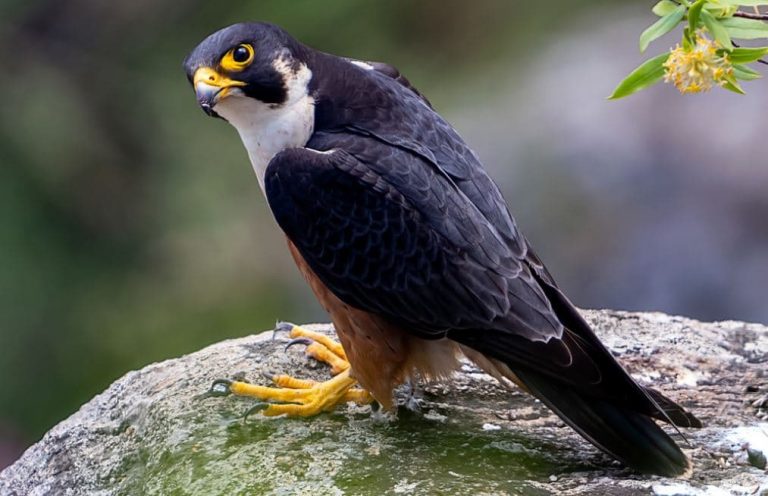 ⚫ 🐦 Tudo Sobre a Ave Mais Rápida do Mundo, Falcão Peregrino (Falco ...