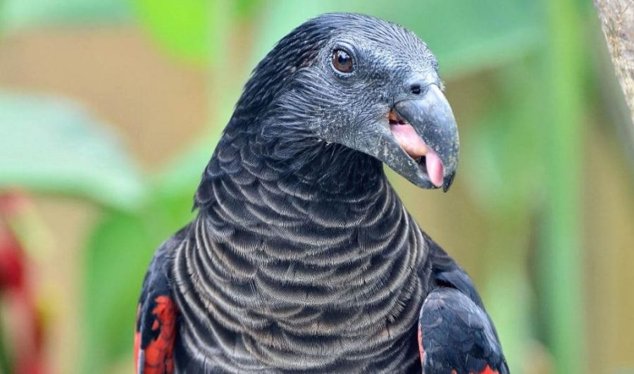 A Beleza Inesperada: As 10 Aves Mais Feias do Mundo que Desafiam os ...