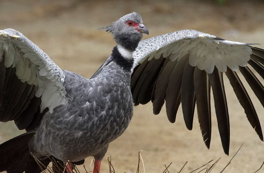 A Beleza Inesperada: As 10 Aves Mais Feias do Mundo que Desafiam os ...