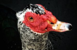 ⚫ 🐦 A Beleza Inesperada: As 10 Aves Mais Feias do Mundo que Desafiam os ...