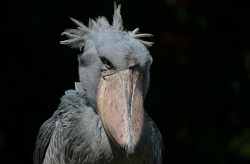 ⚫ 🐦 A Beleza Inesperada: As 10 Aves Mais Feias do Mundo que Desafiam os ...