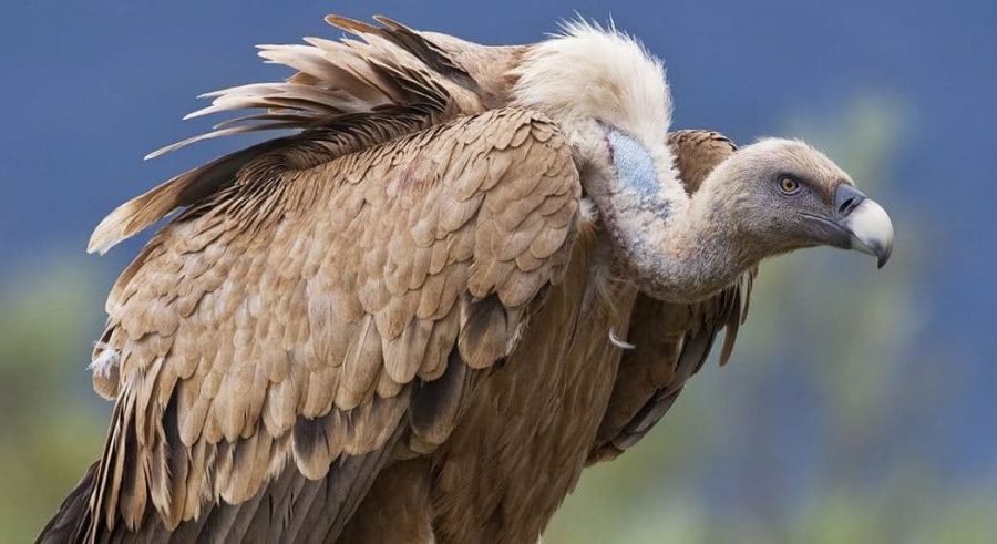 A Beleza Inesperada: As 10 Aves Mais Feias do Mundo que Desafiam os ...
