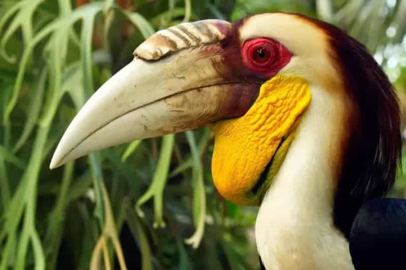 A Beleza Inesperada: As 10 Aves Mais Feias do Mundo que Desafiam os ...