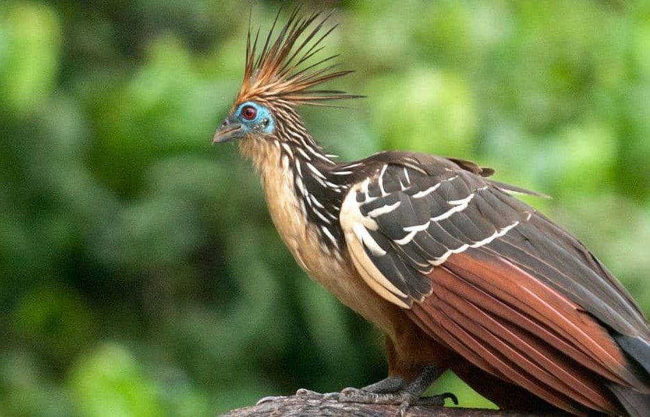 A Beleza Inesperada: As 10 Aves Mais Feias do Mundo que Desafiam os ...