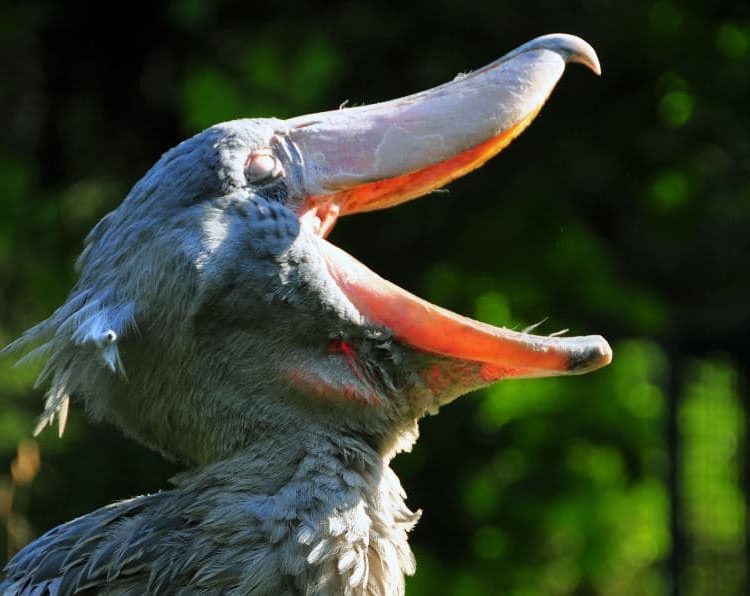 ⚫ 🐦 Simpático ou Assustador? Conheça o Balaeniceps Rex - Picozapato