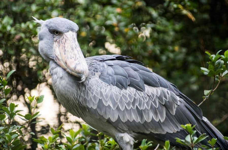 ⚫ 🐦 Simpático ou Assustador? Conheça o Balaeniceps Rex - Picozapato