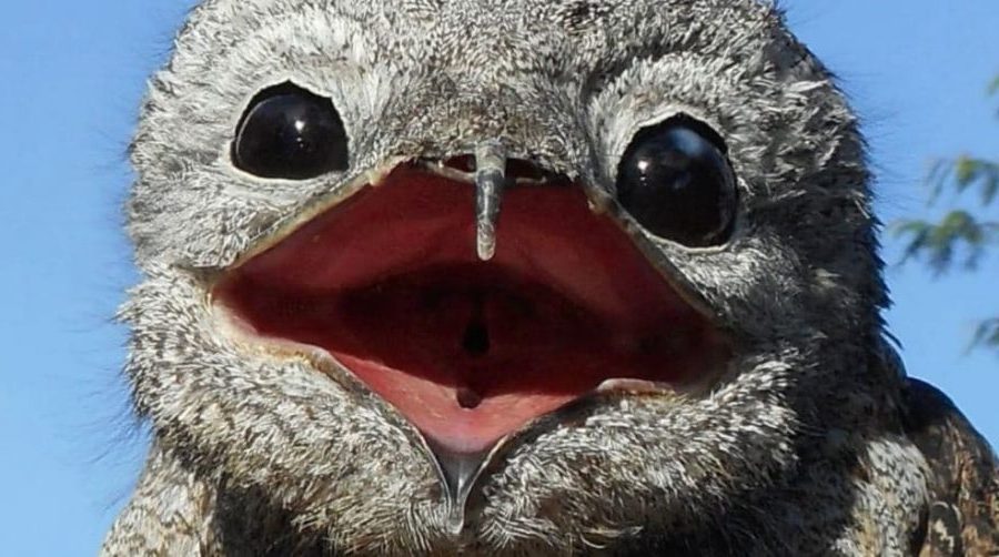 ⚫ 🐦 Nyctibius Grandis 🦉 Urutau-Grande o Grande Potoo