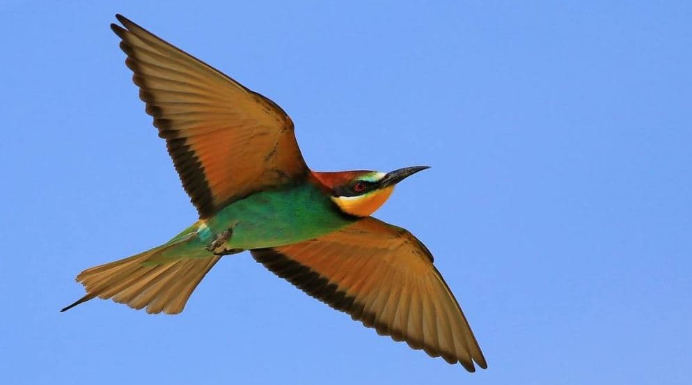 ⚫ 🐦 As maravilhas da observação de aves em Portugal