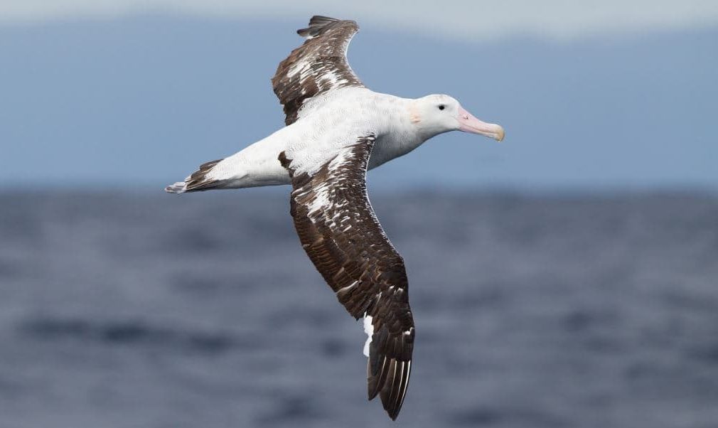 ⚫ 🐦 Características do Albatroz Errante (Diomedea exulans)