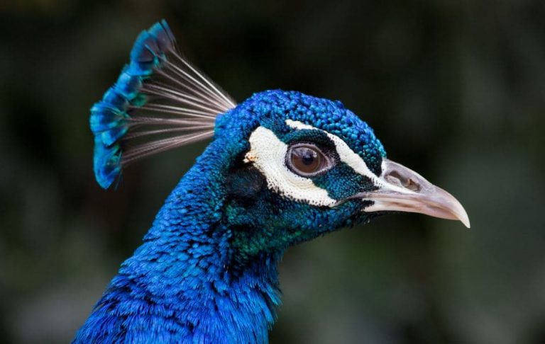 ⚫ 🐦 Pavão Comum (Pavo cristatus) | Detalhes Principais, Características ...