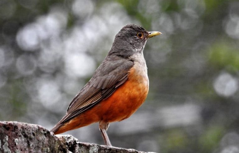 ⚫ 🐦 Saiba tudo sobre o Sabiá-Laranjeira (Turdus rufiventris)