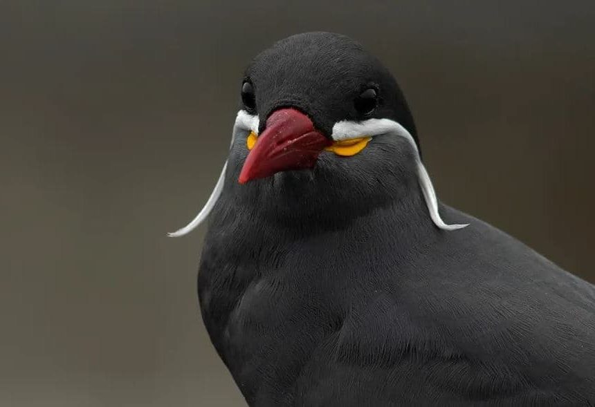 ⚫ 🐦 Apresentando o Belo Andorinha-do-mar Inca (Larosterna inca) Um ...